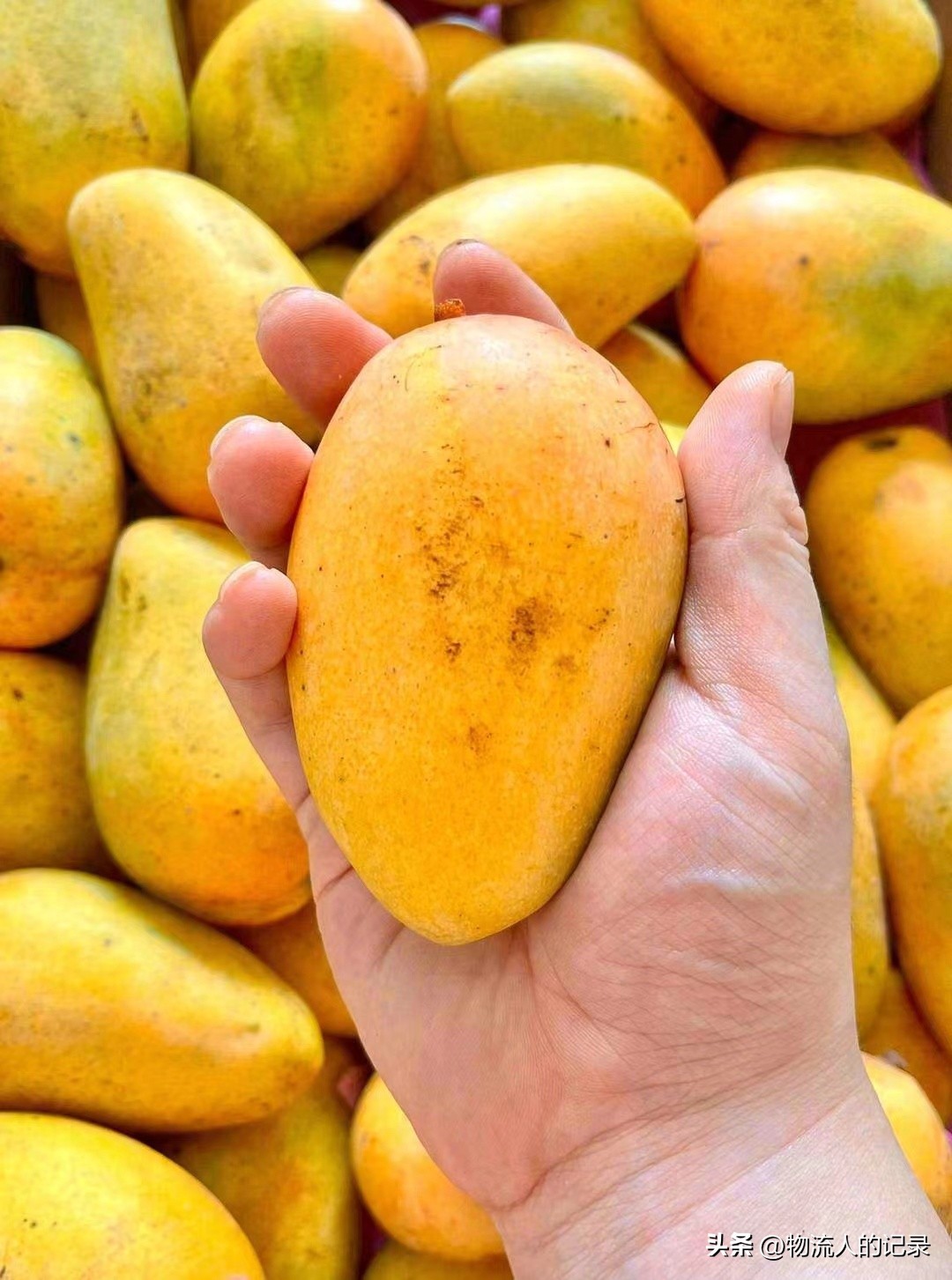 Fruit Hainan Xiaotai Nong Mango Moments copywriting with pictures - iNEWS