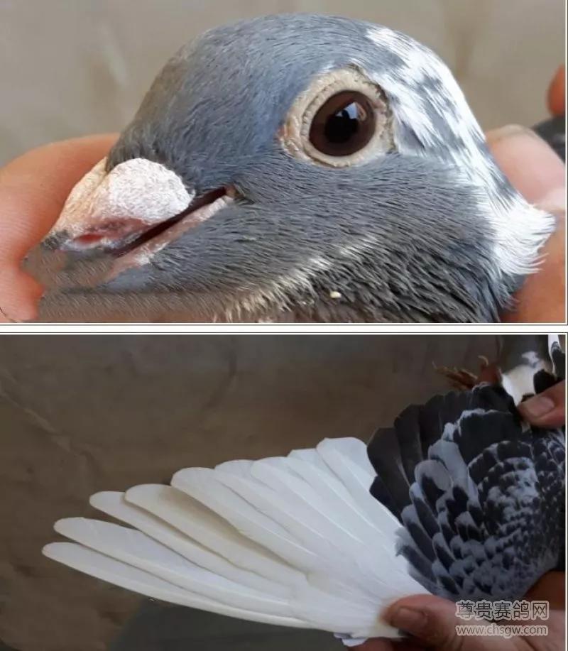 Appreciation of 20 champion pigeon wings, what are the characteristics ...