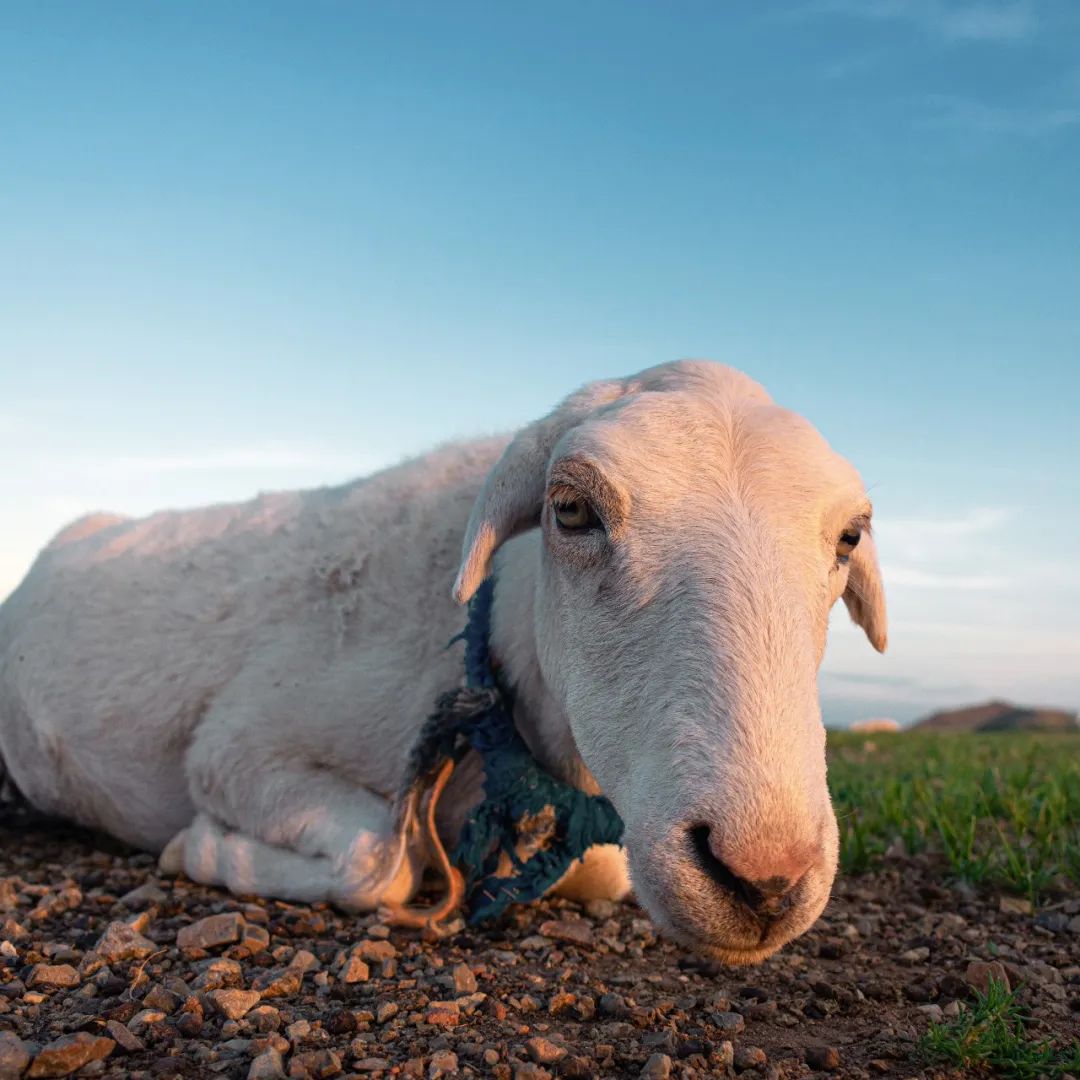 Inner Mongolia, eating meat - iMedia