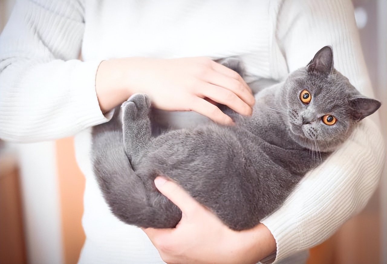 Cat Stickiness Ranking: The 8 most sticky cats, each one is a "sticky ...