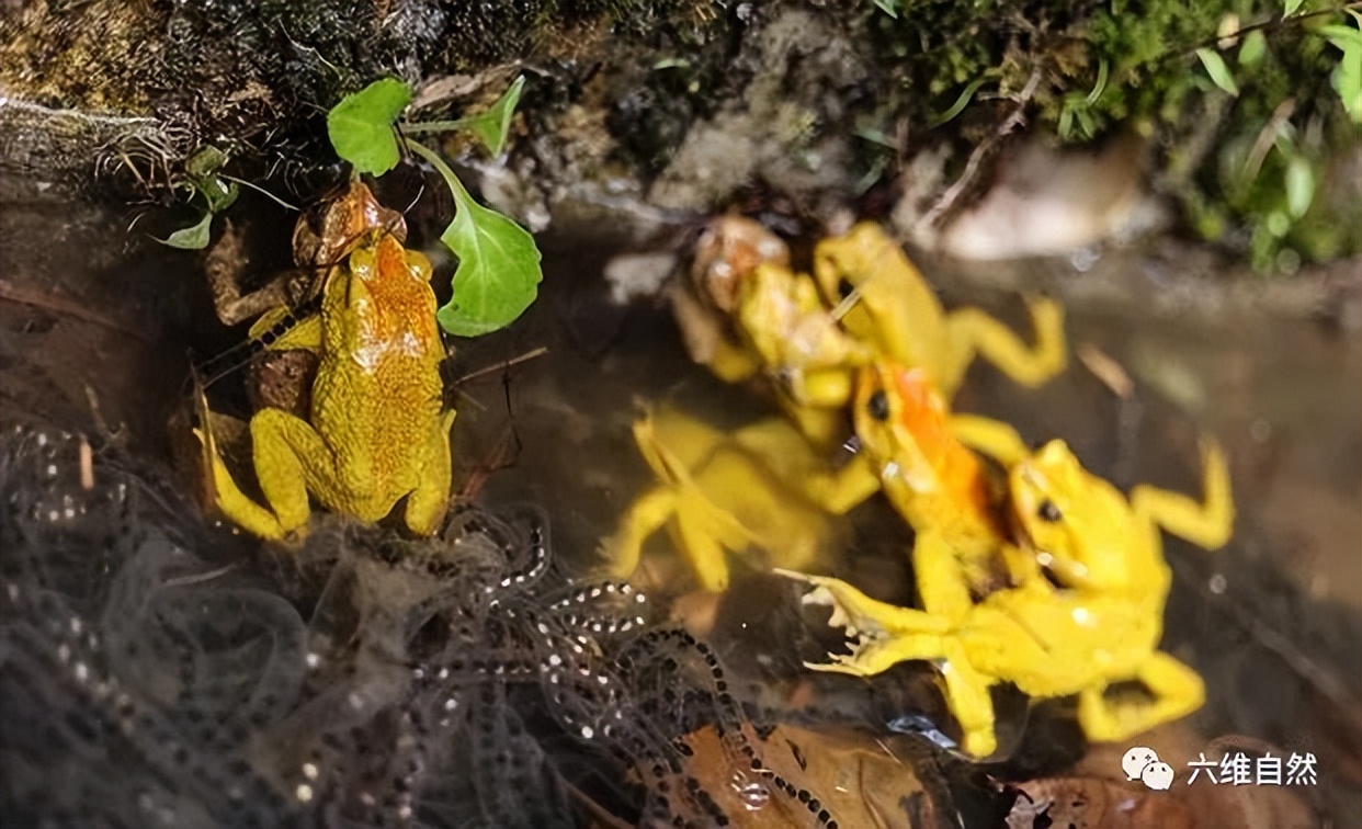 What would happen if tens of thousands of golden toads appeared in the ...