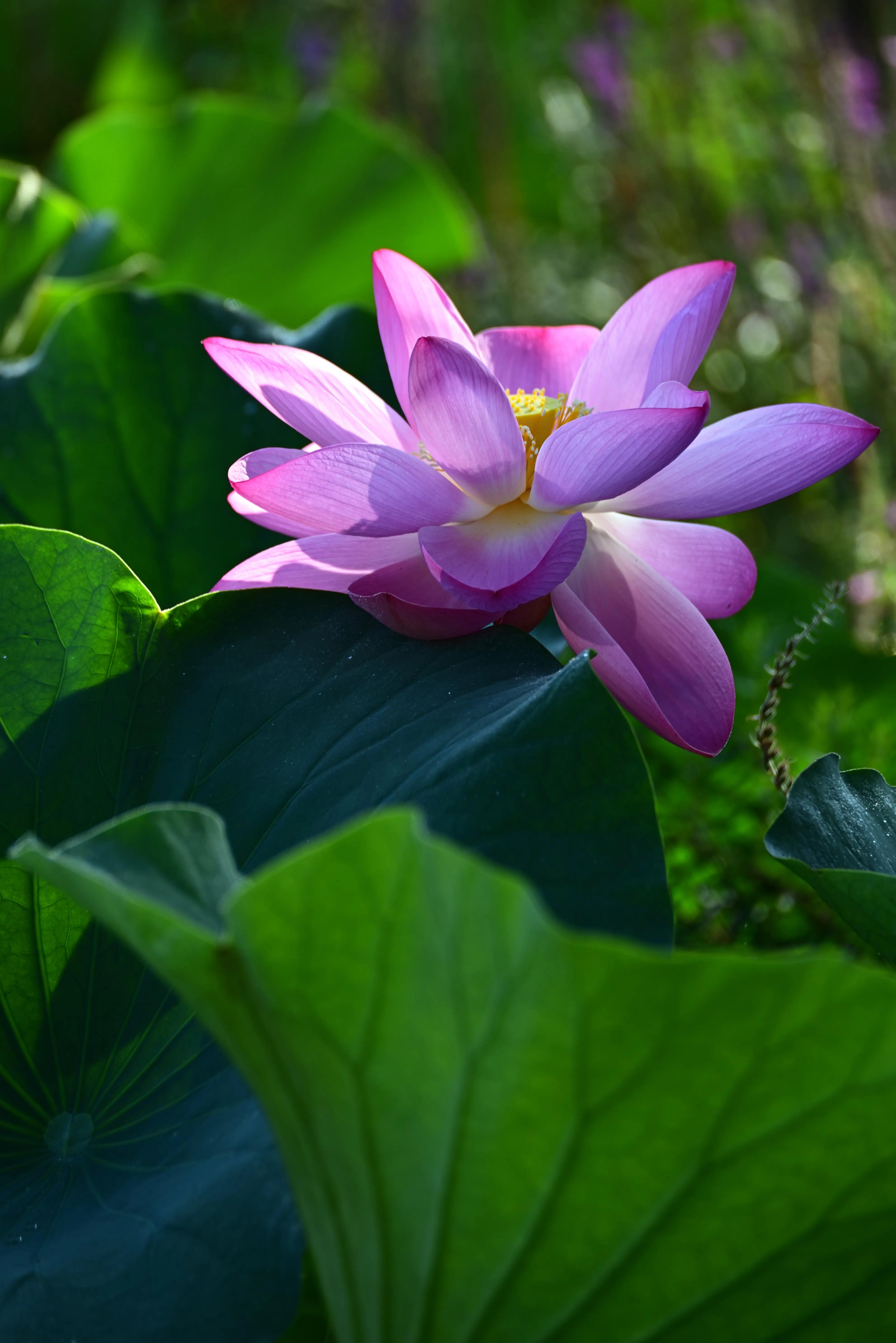 Burning lotus flowers emerge from the water (No. 105) - iMedia