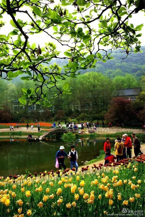 Spring Dawn on Su Causeway of West Lake - iNEWS