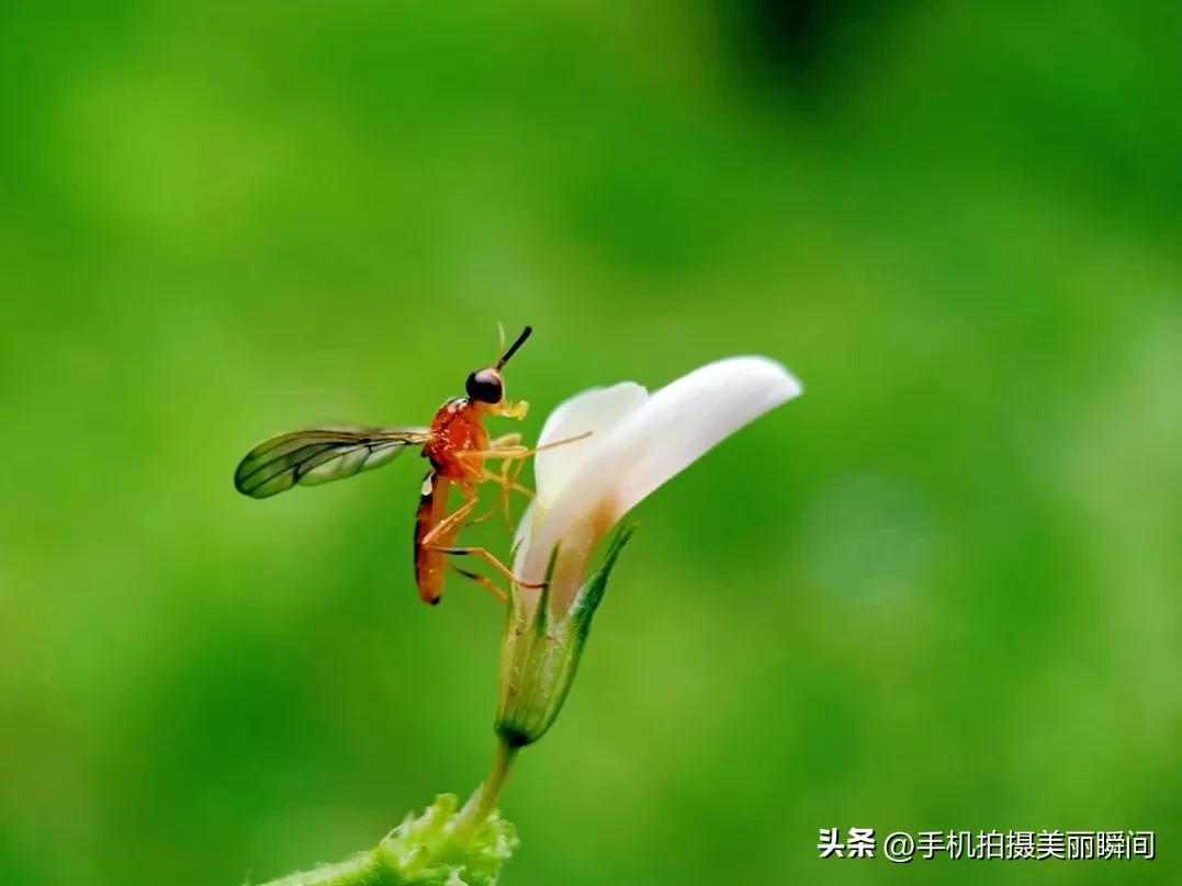Mobile phone macro shooting insects to do "three fast" - iMedia