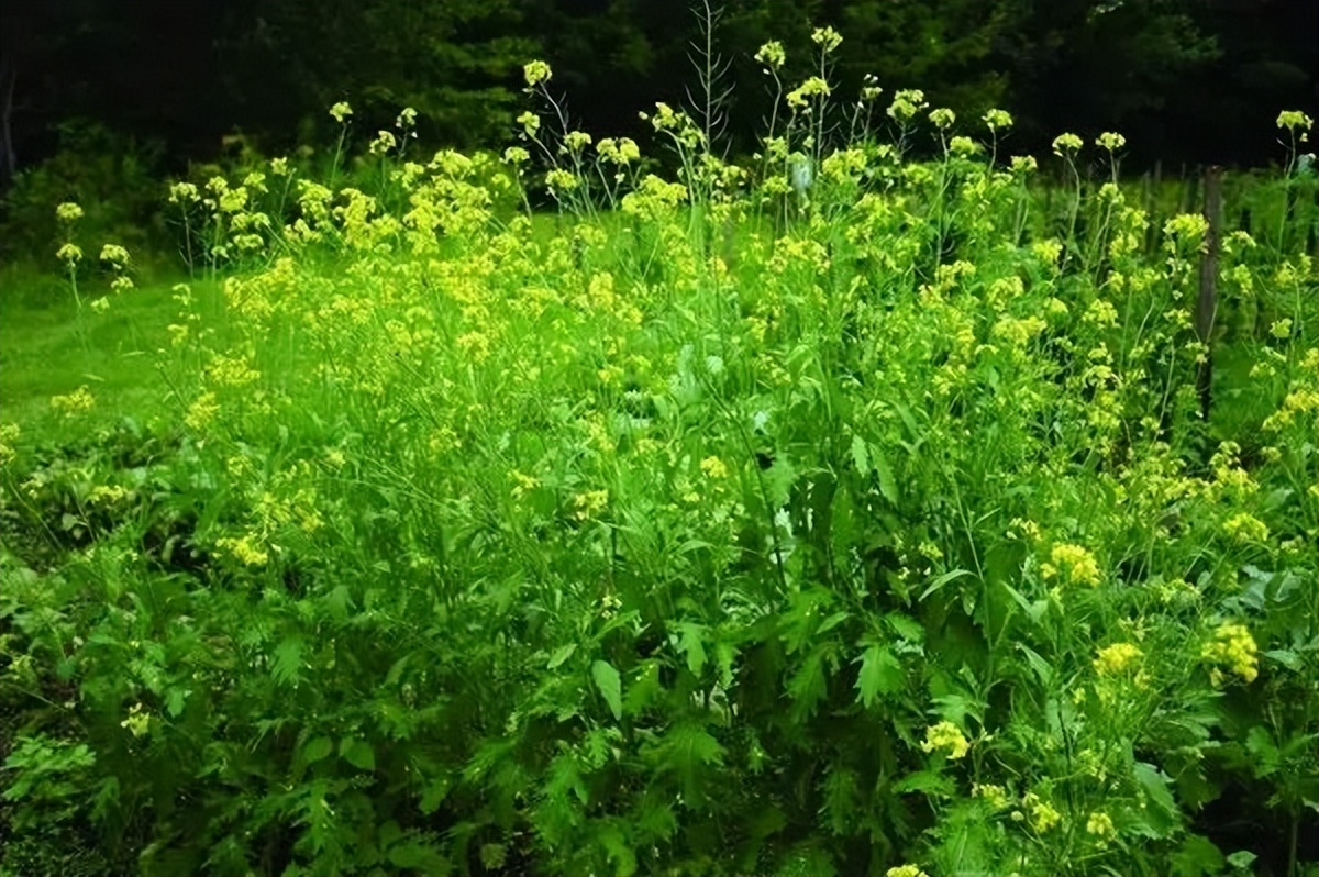 Mustard, not just a seasoning - iNEWS