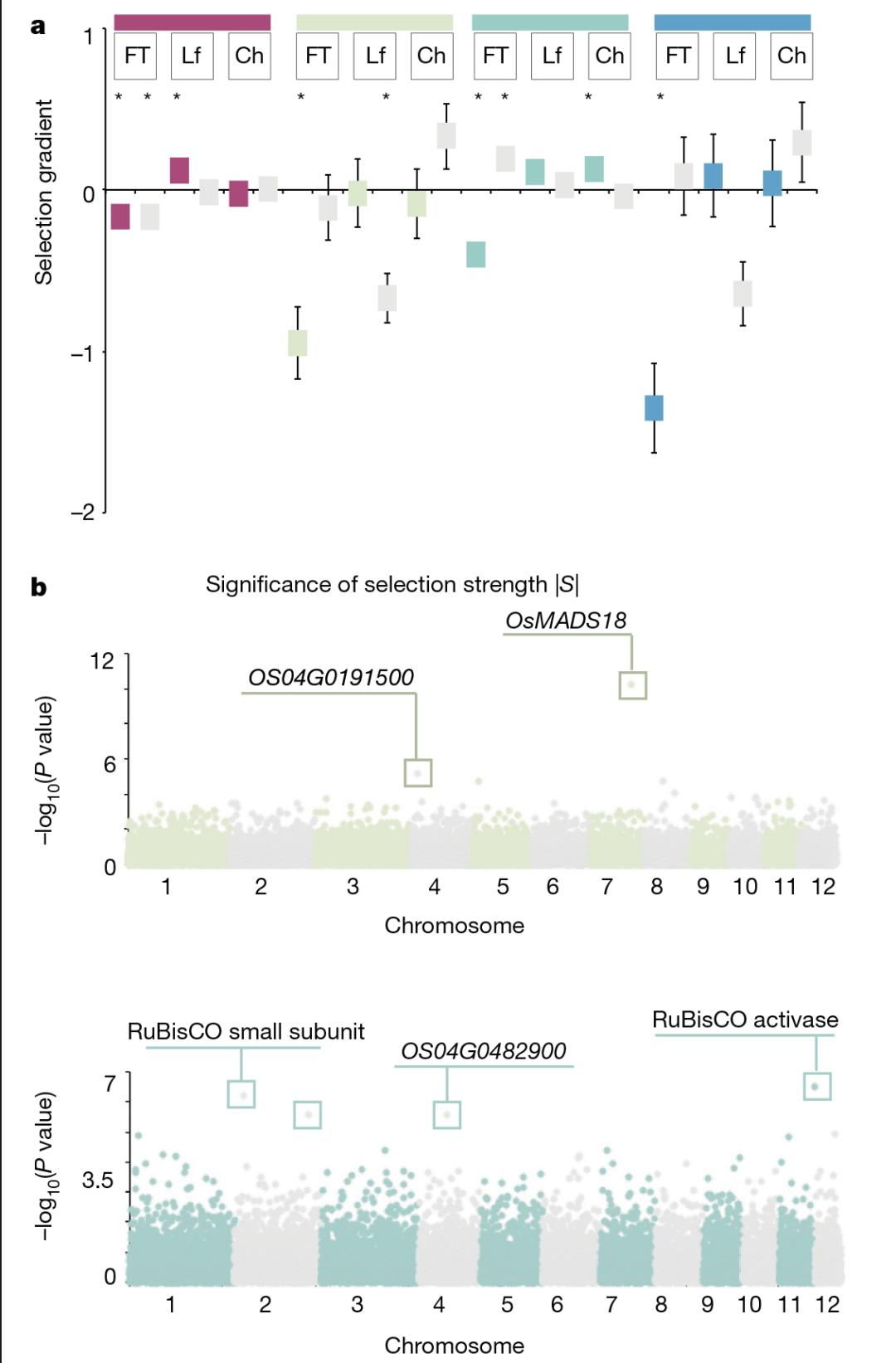 Natural selection strength and patterns of gene expression in rice - iNEWS