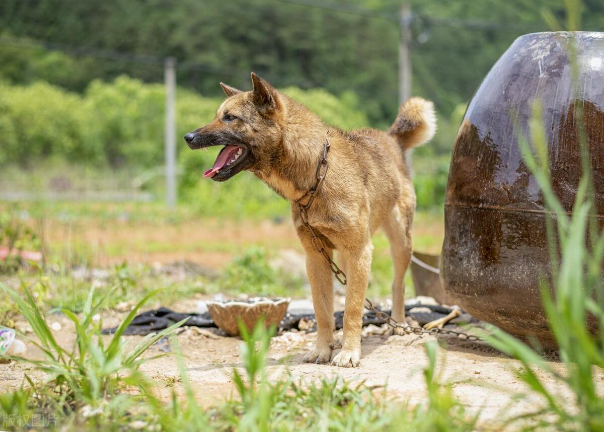 Chinese pastoral dog: the soul of China, proud of the world! - iNEWS