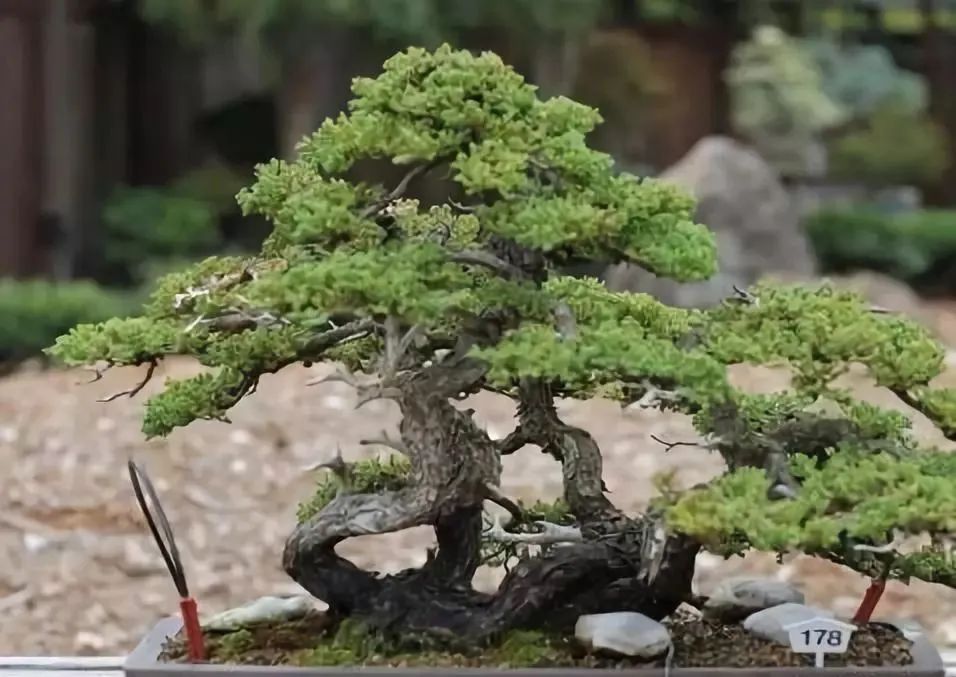 Three basic methods of making bonsai - iNEWS