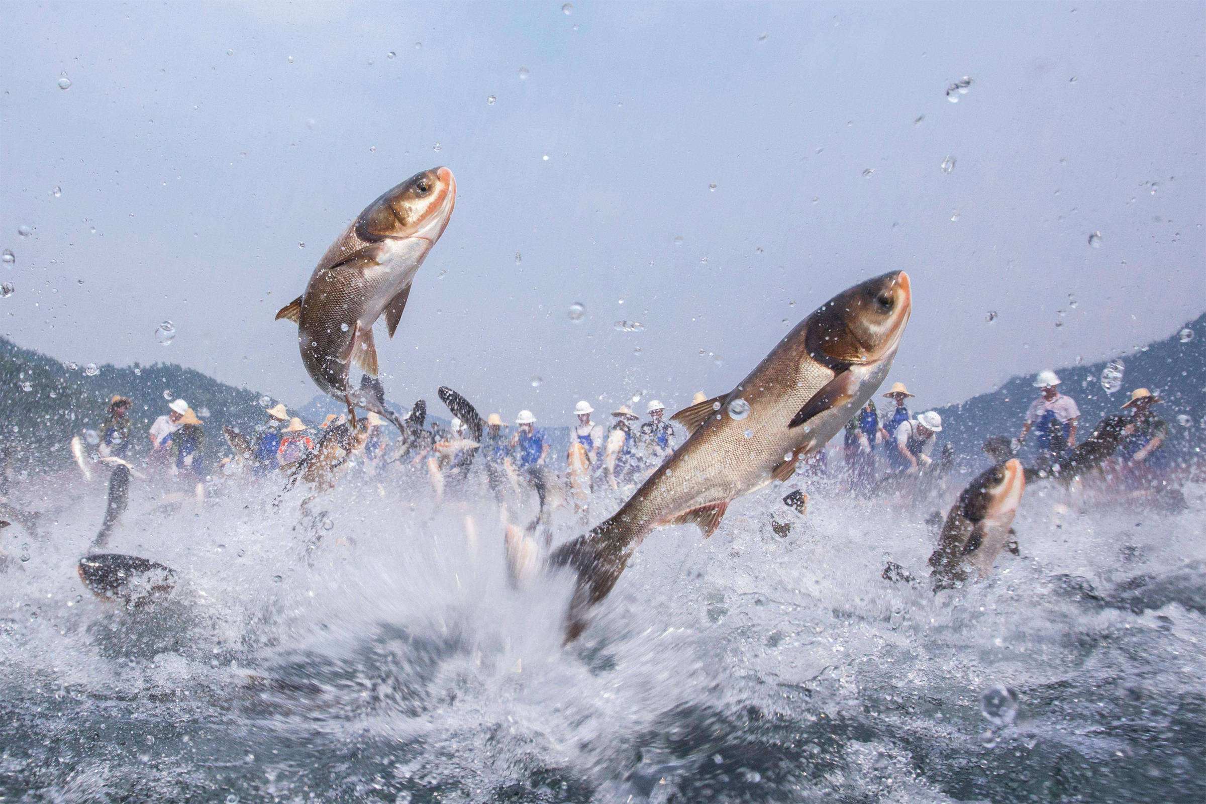 With 8 million catties of fish a year and a water depth of 117 meters ...