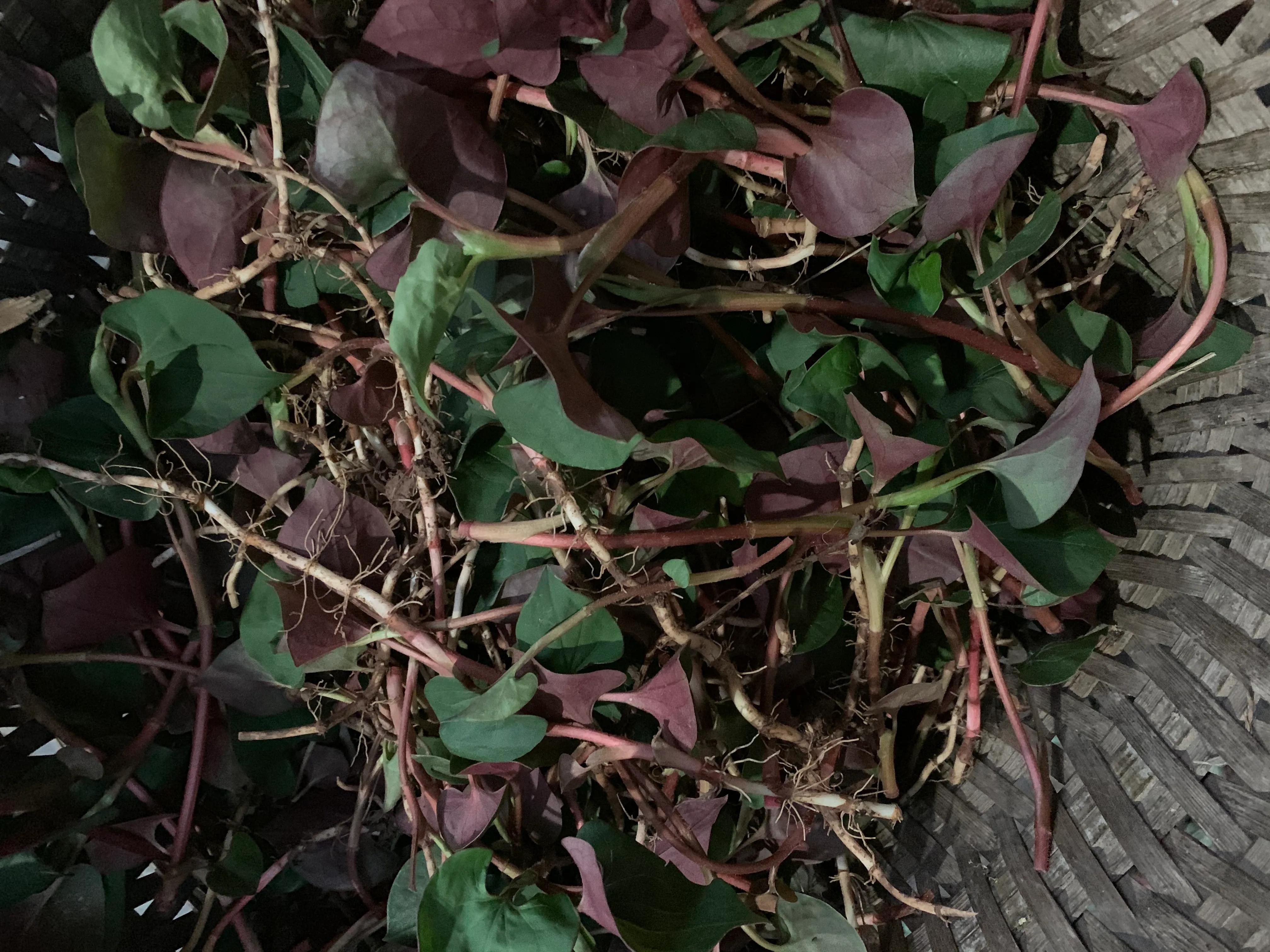 wild folded ear root - iNEWS