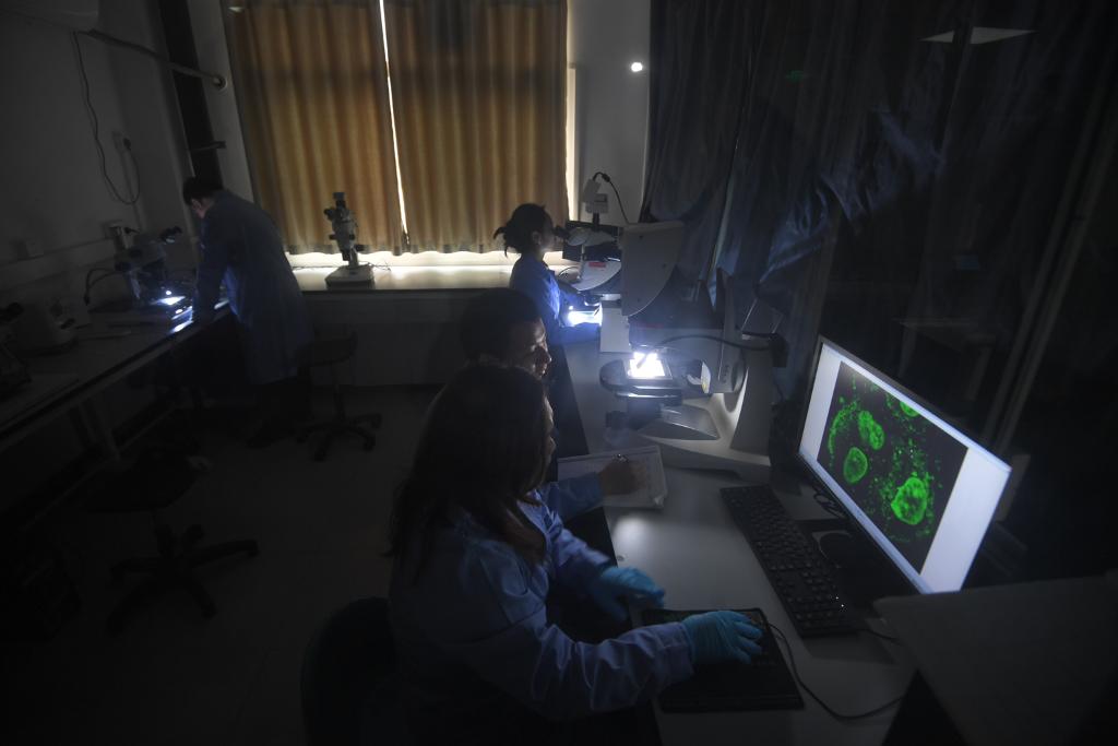 breakthrough!The State Key Laboratory of Silkworm Gene has produced a ...