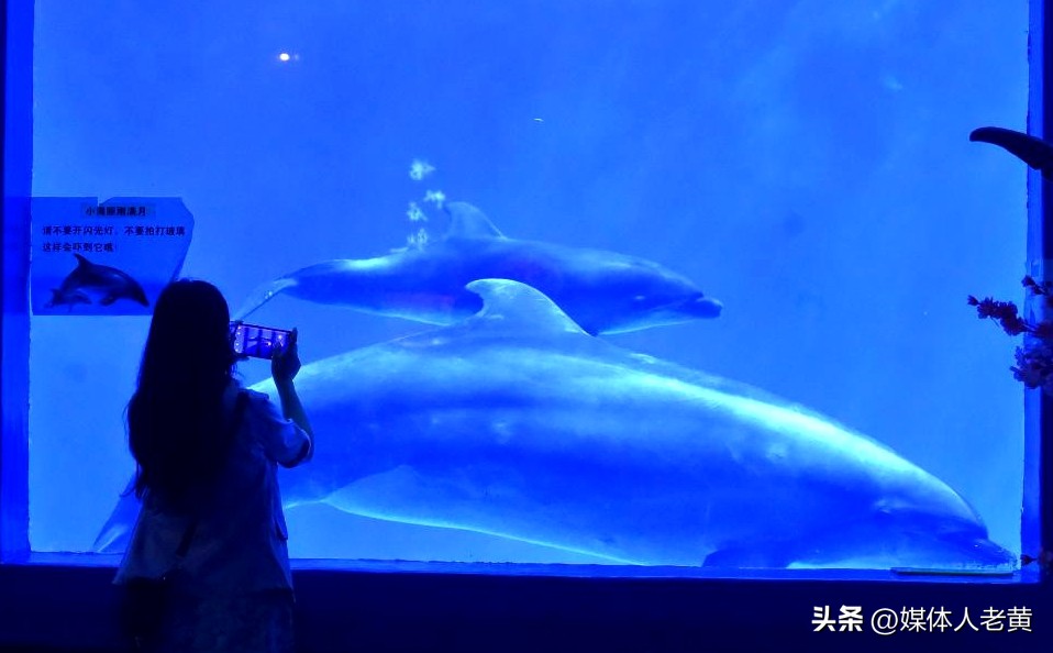 Guiyang: The first bottlenose dolphin cub meets tourists - iNEWS