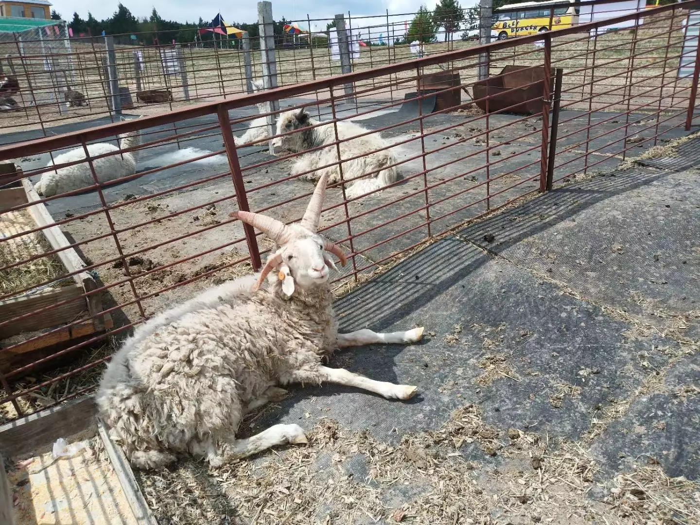 Four-horned goat??? - iNEWS