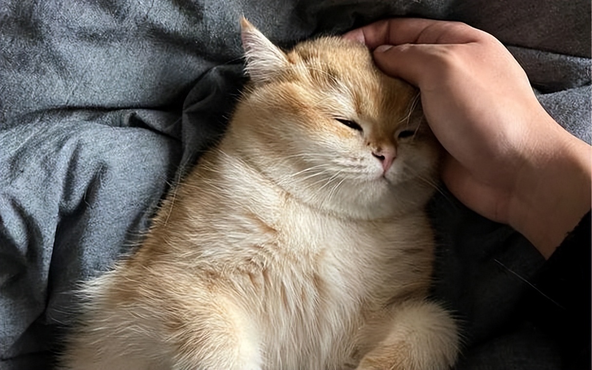 Golden Gradient cats like to go to bed for these reasons besides loving ...