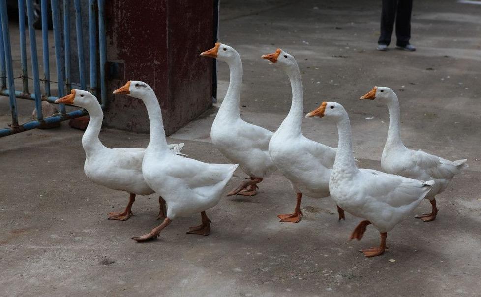 What are the biological characteristics of geese? - iMedia