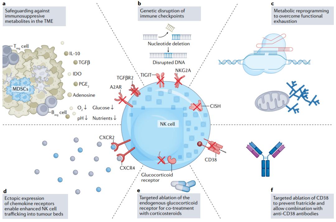 Application of natural killer cells in antitumor immunotherapy - iNEWS