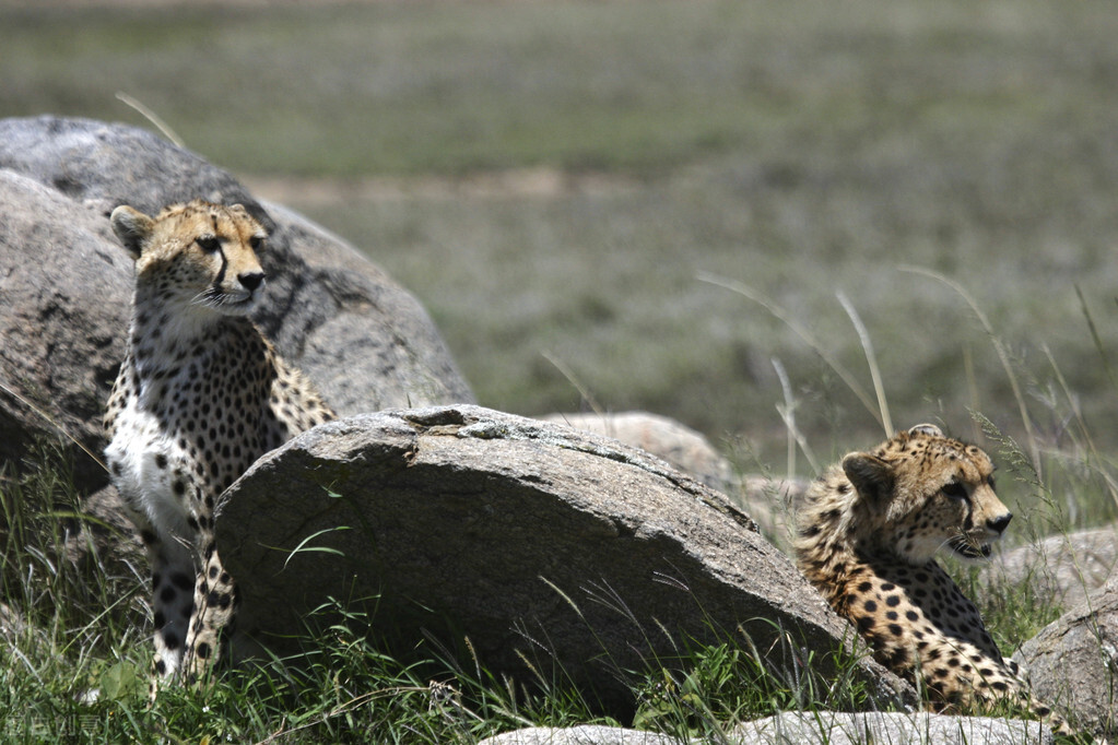 Gray wolf vs cheetah, who is more powerful? - iNEWS