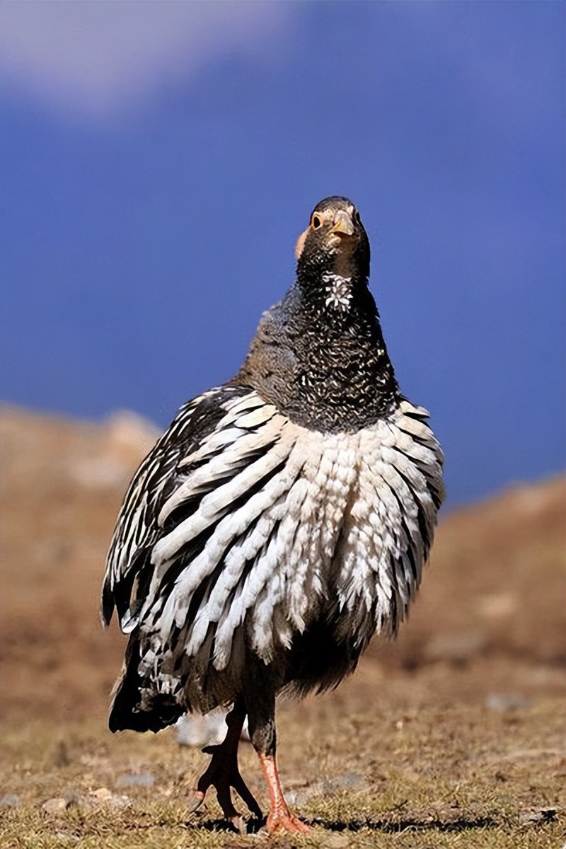 Altai Snow Chicken, too able to fly, can't catch - iNEWS