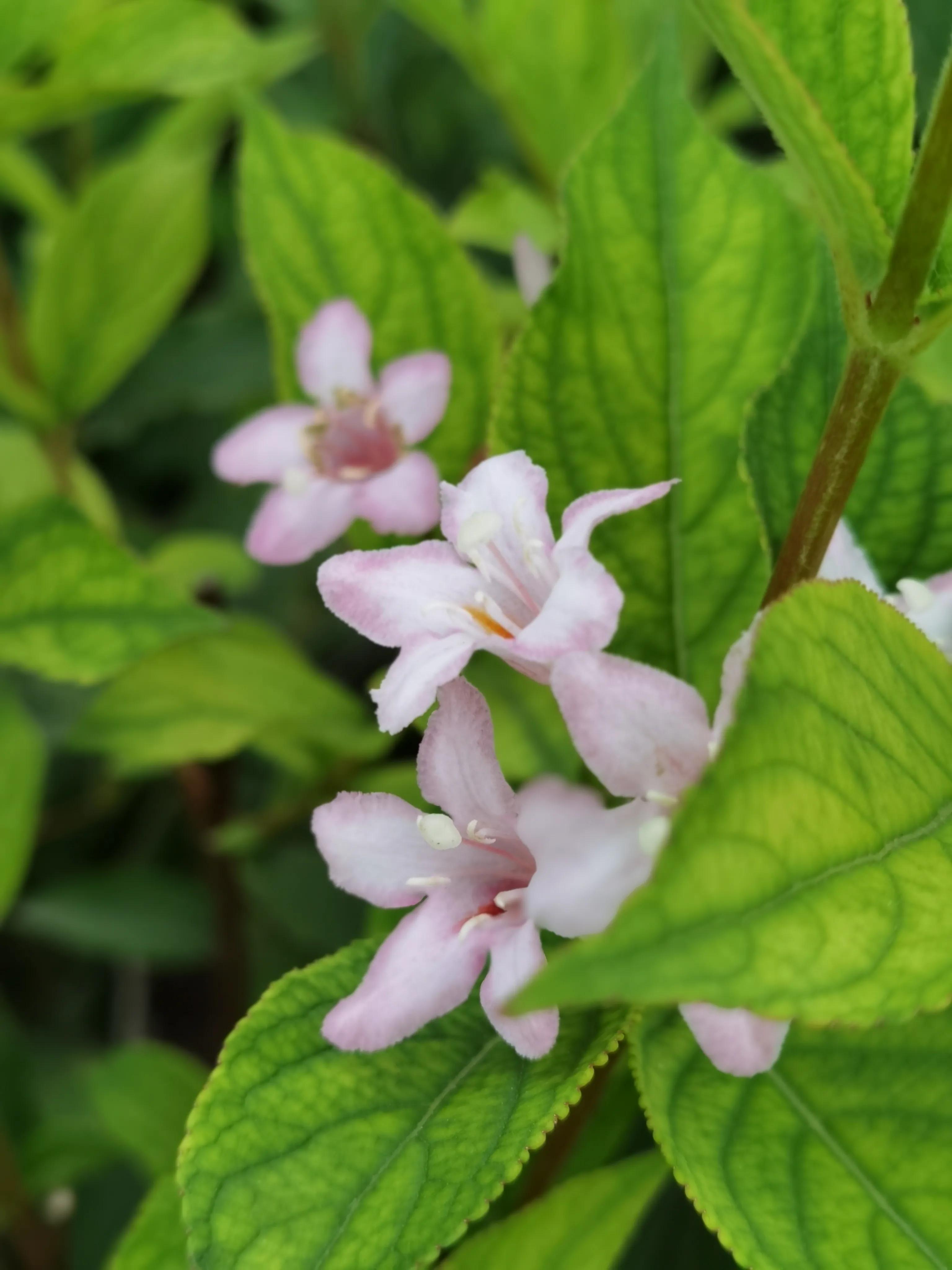 graceful brocade flower - iNEWS