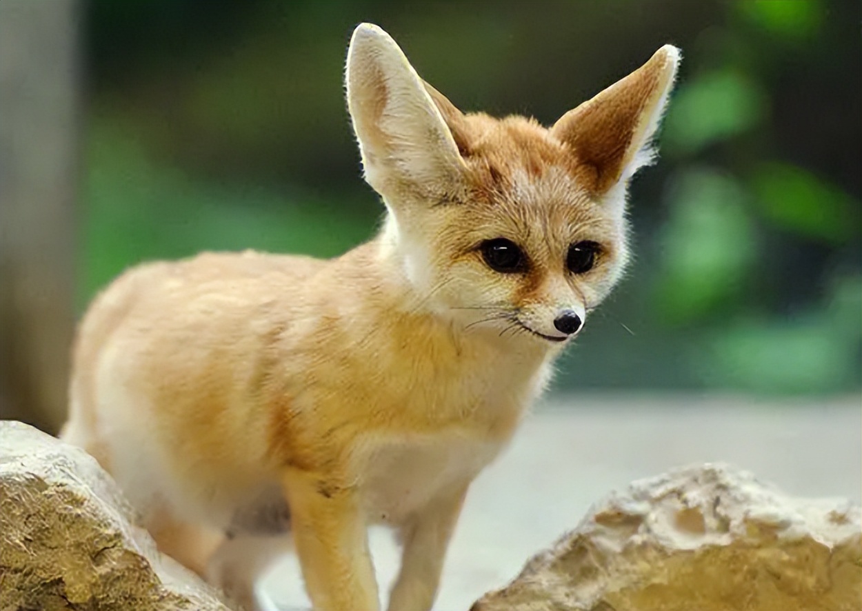 Fennec Fox: From Mysterious Wilderness to Bright Nova - iNEWS