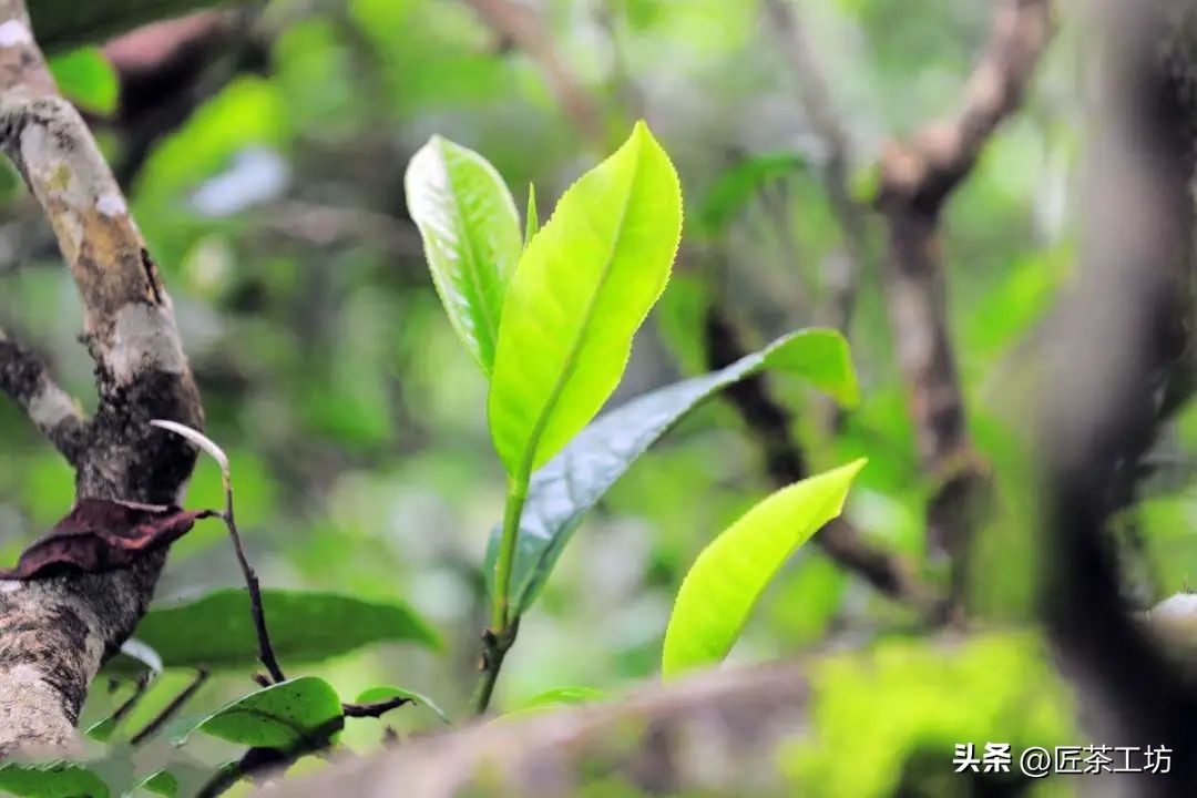 Why does Daxueshan without snow attract so many tourists? - iNEWS