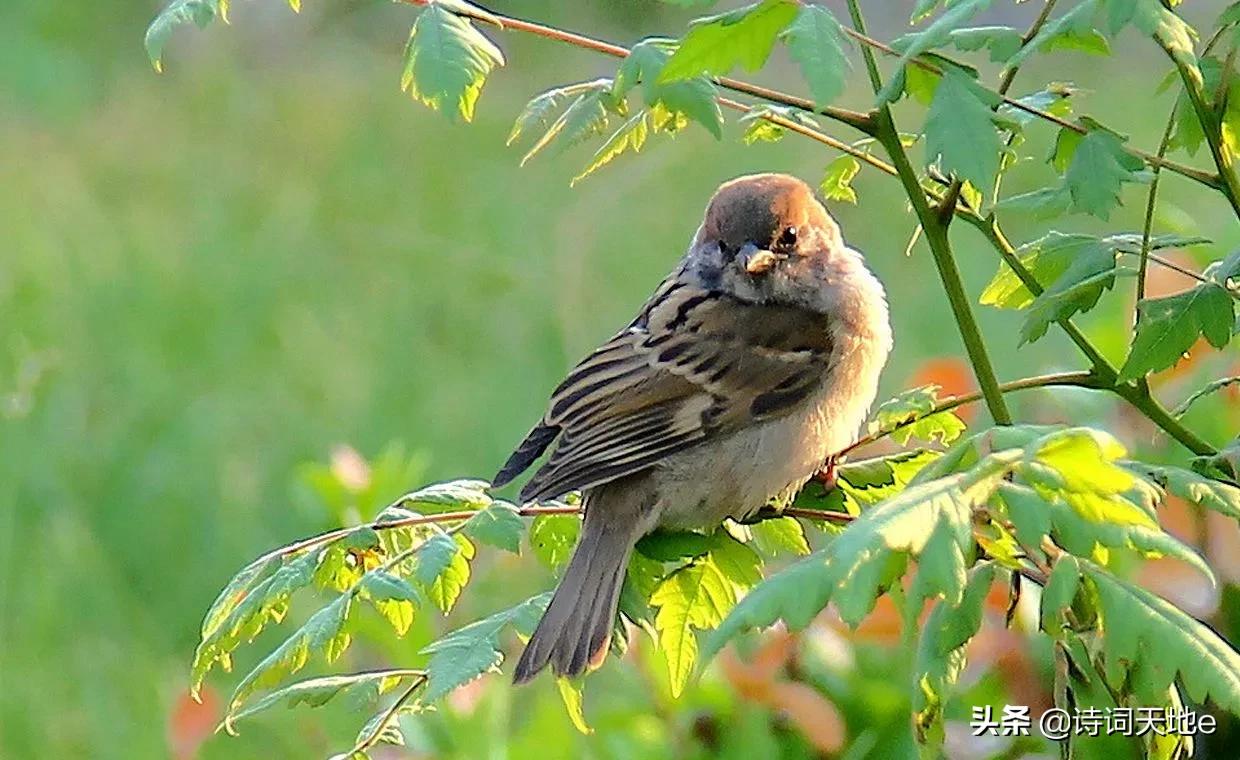 "Absolutely Original" "Beautiful Spring" (Miniature Modern Rhyme) - iNEWS