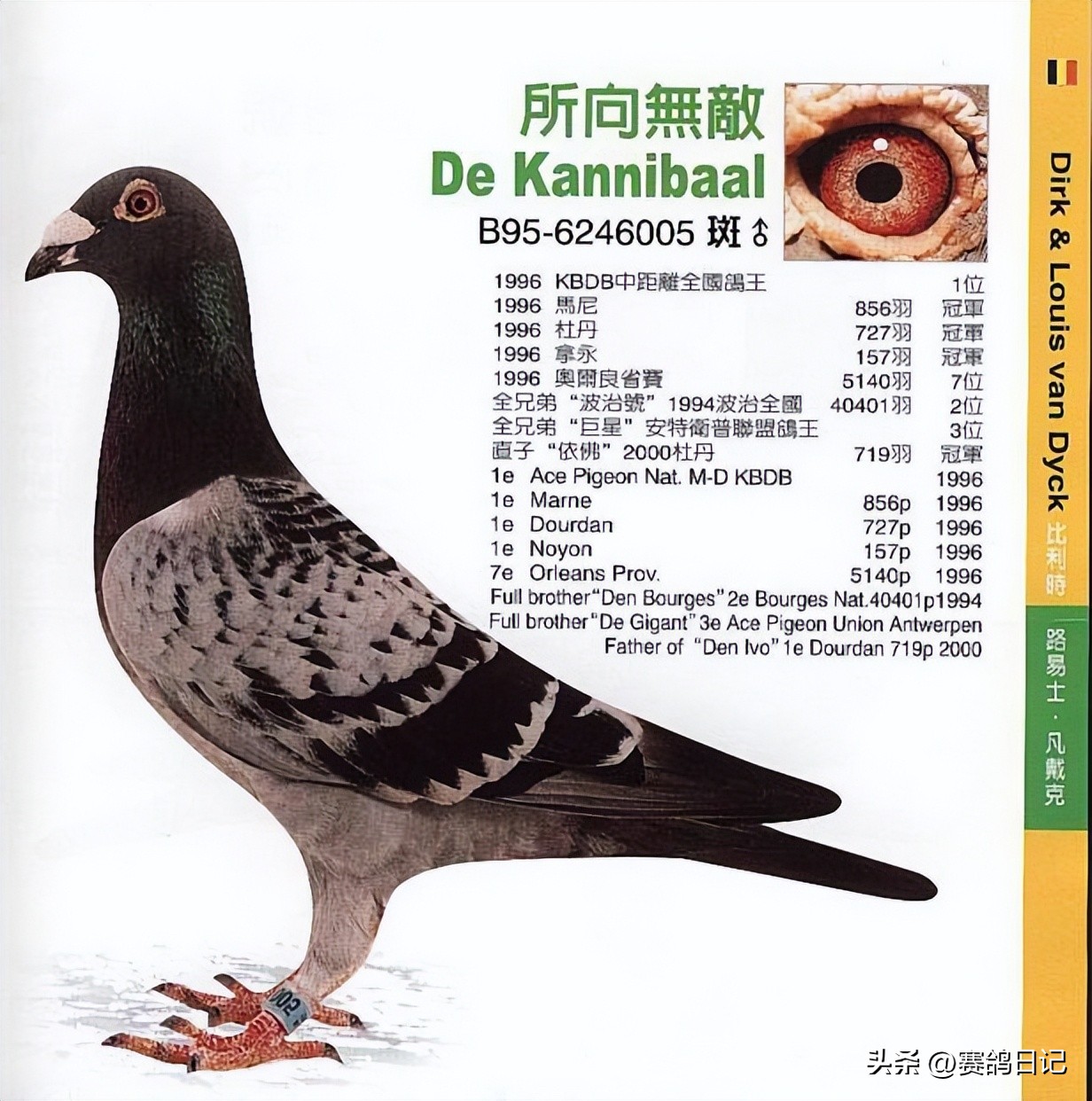 The famous pigeon that created the peak "invincible" - iNEWS