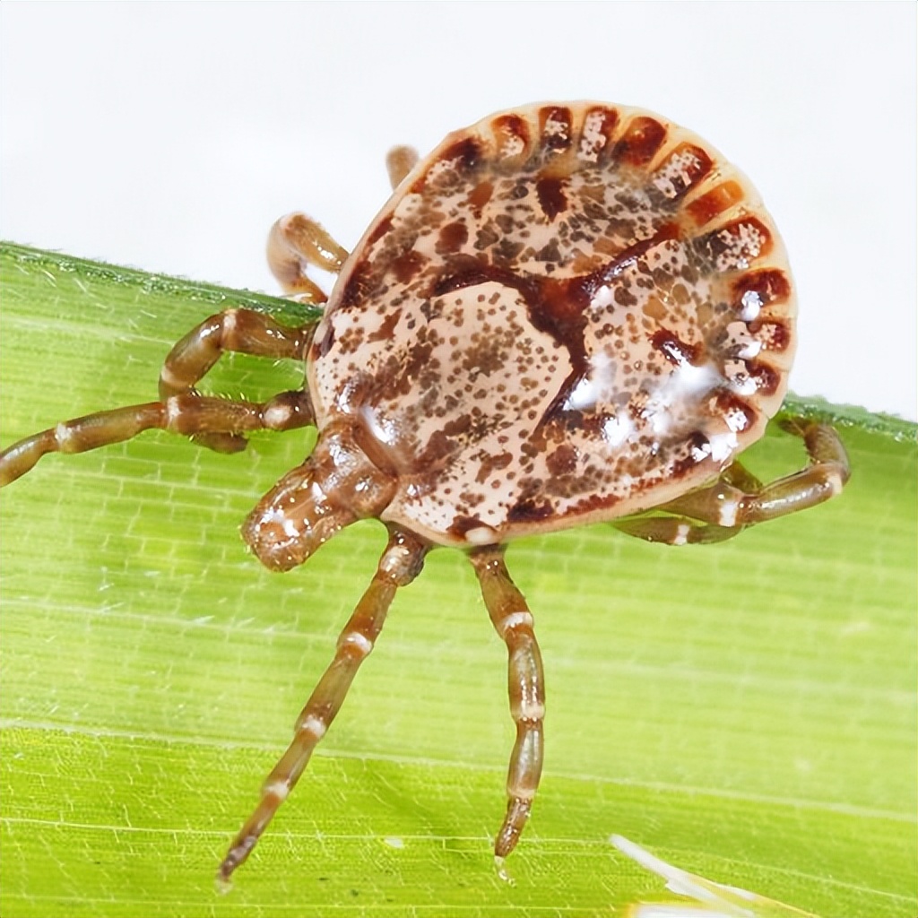 Ticks transmit a new type of "Oz virus", Japan reports the world's ...