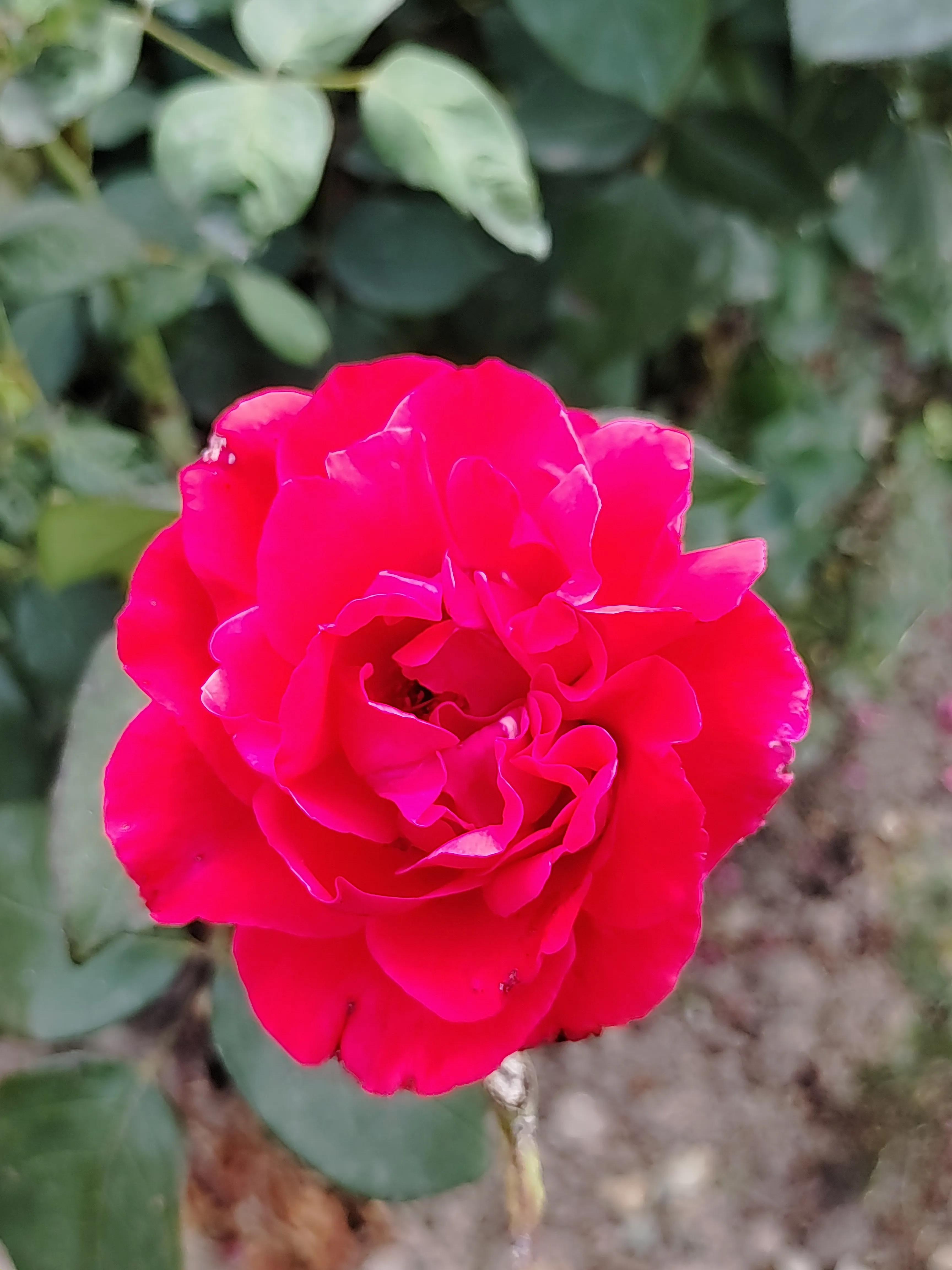 Delicate rose flowers - iNEWS