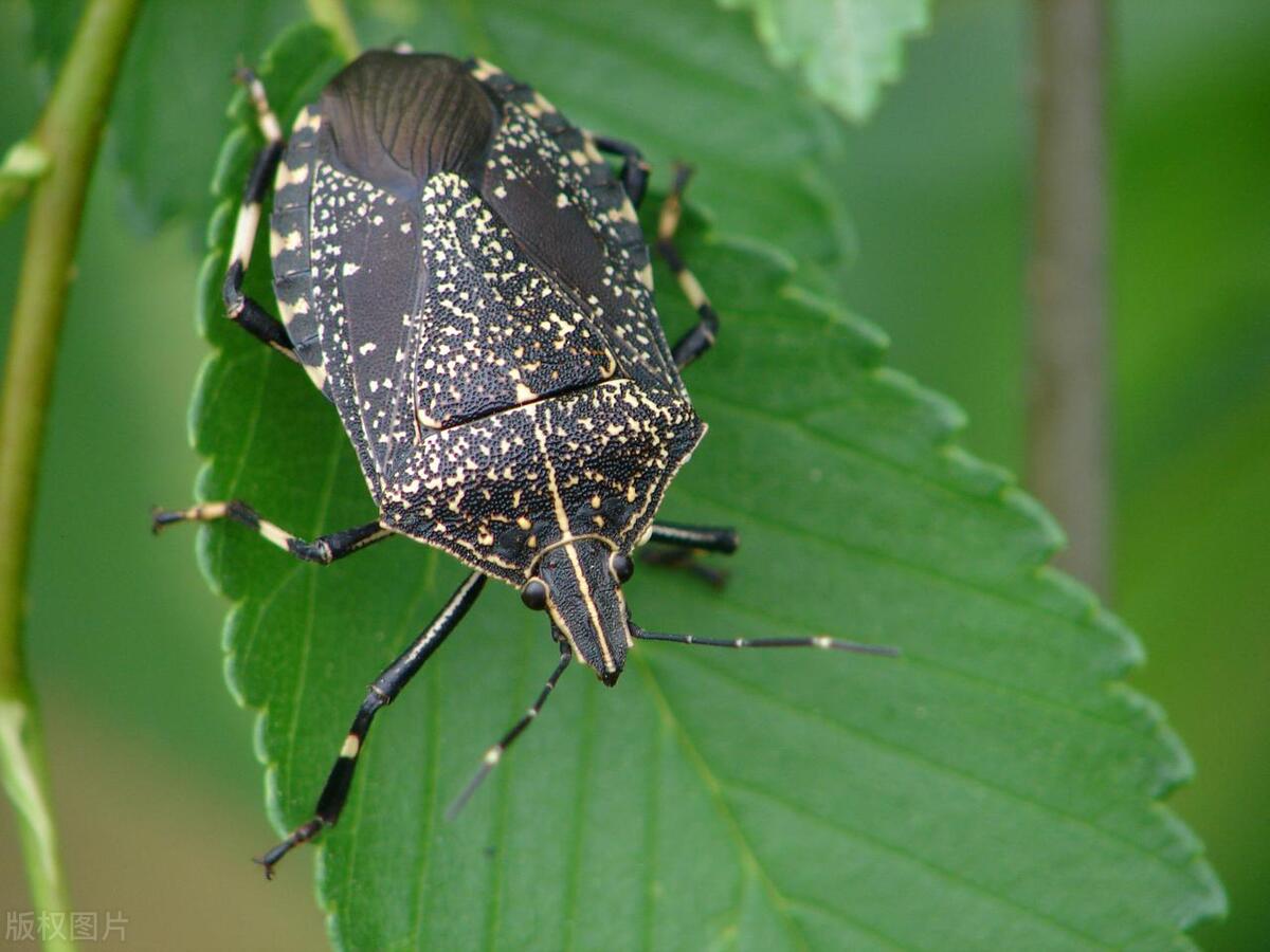 Get to know stinkbugs: black, hard-shelled, flying, buzzing, like a big ...