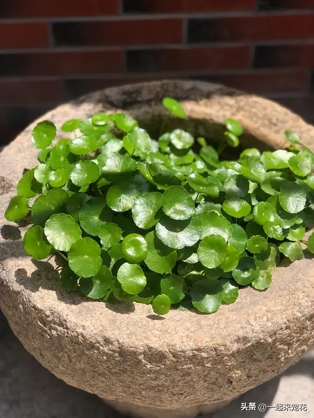 Novices in spring grow copper money grass, two simple actions to remind ...