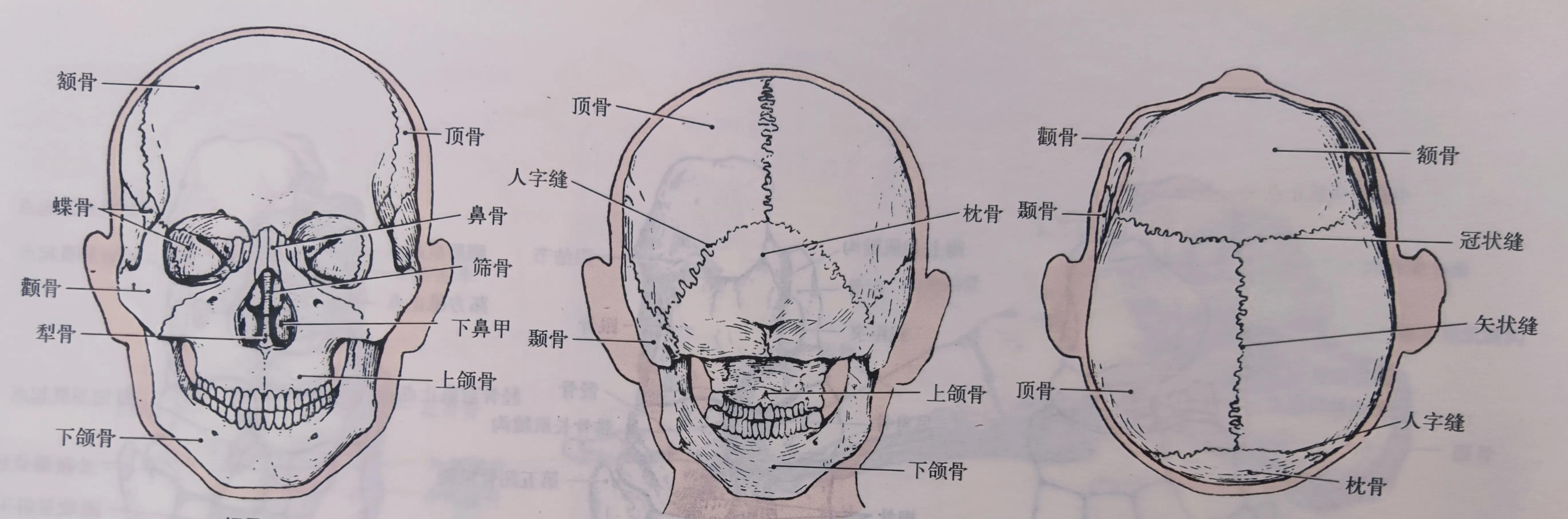 Skeletal anatomy of the skull (1) - iNEWS