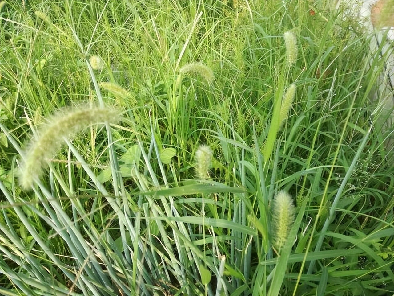 Dog's tail grass is a treasure, used to boil water to drink, or can ...