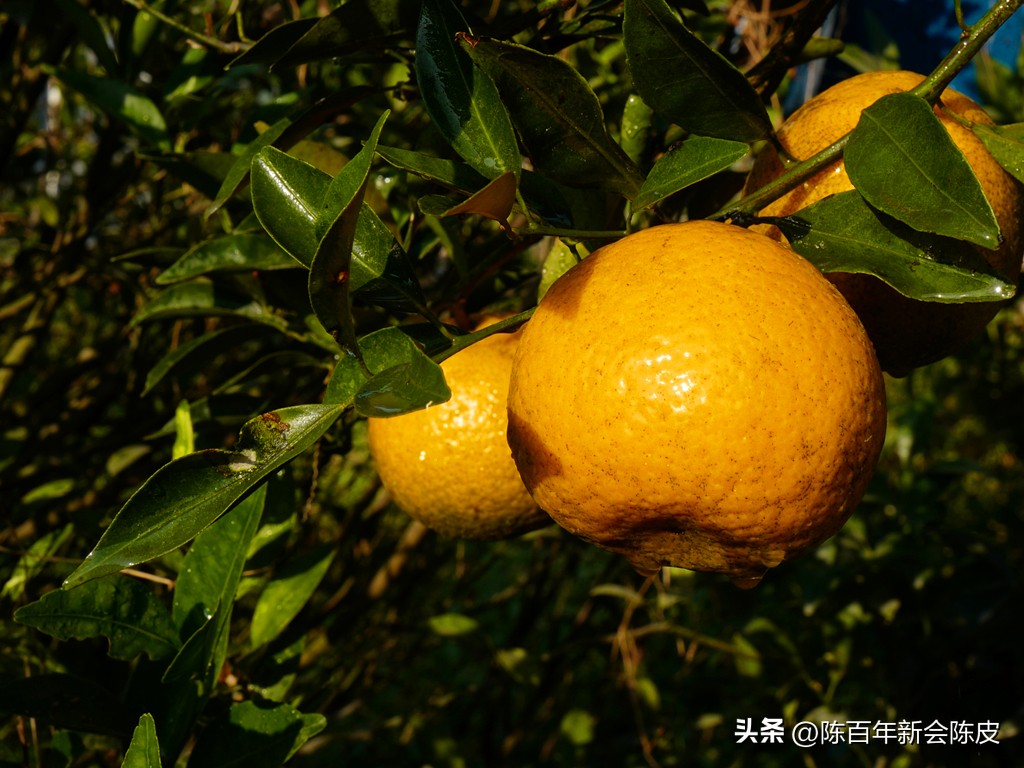 Chazhi orange flying to the moon - iMedia