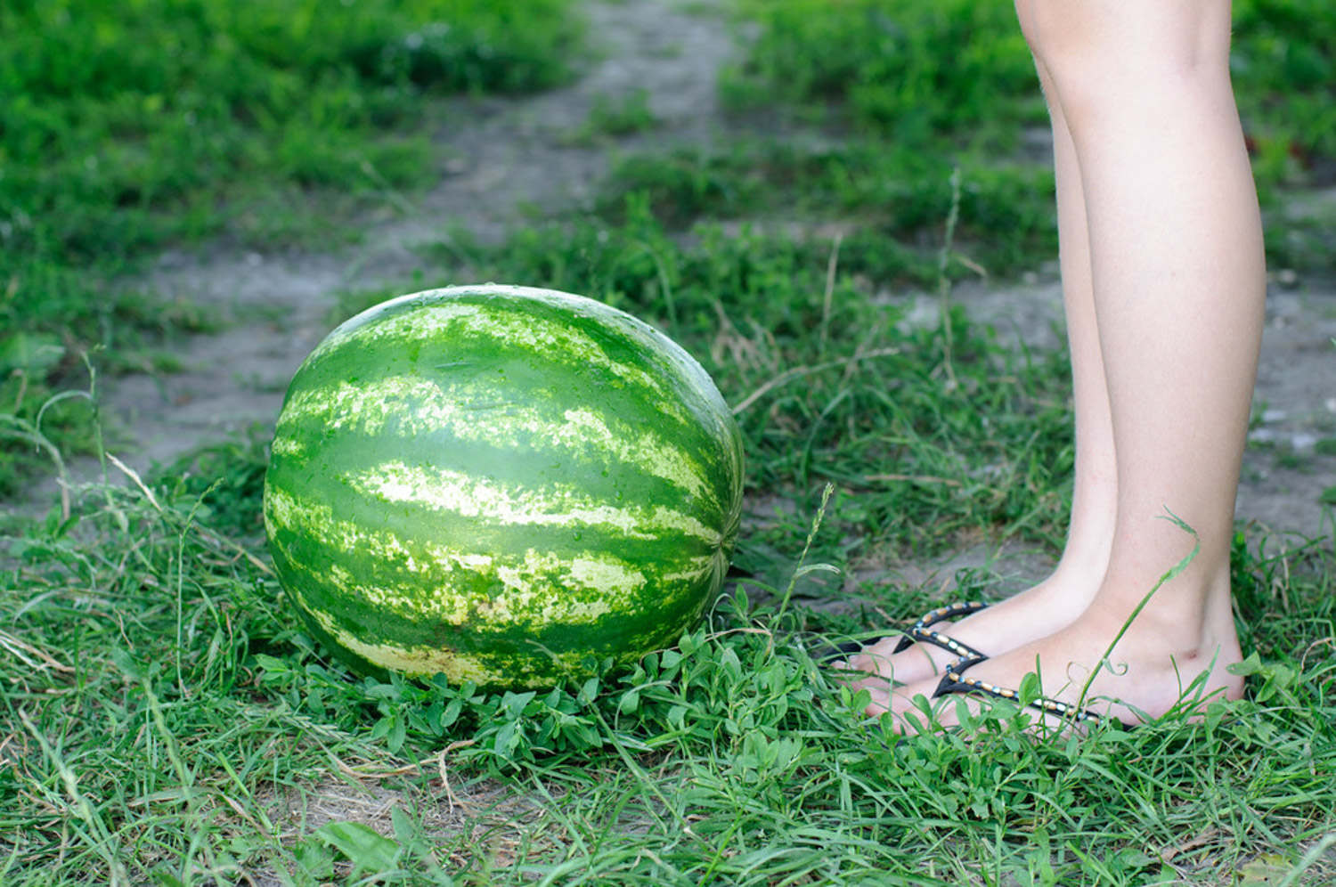 It took 103 days! Russian scientists grow watermelons in Antarctica ...