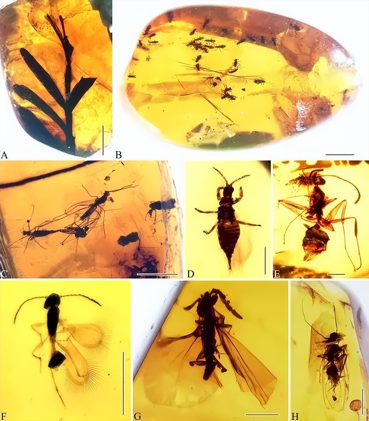 Songgang Amber Museum: What is the most famous variety of Fushun amber ...