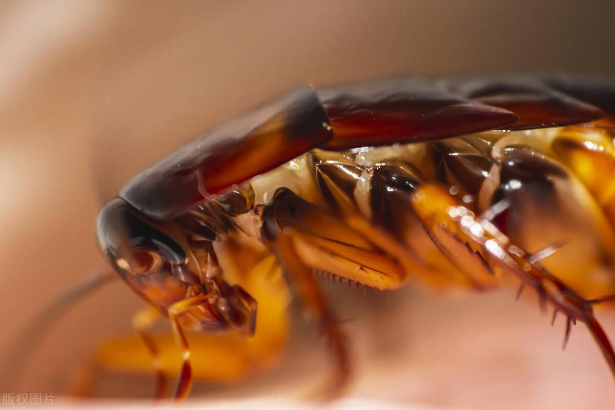 What are cockroaches most afraid of? What's the most effective way to ...