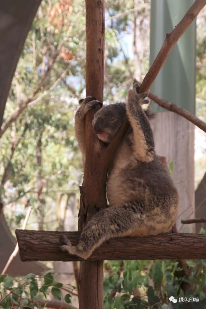 Seeing Koalas at Paradise Farm - "Australia and New Zealand Journey ...