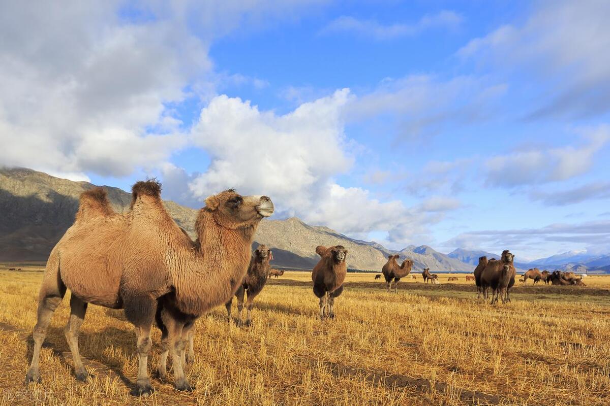 Why do camels eat salt? How important is salt to camels? - iNEWS