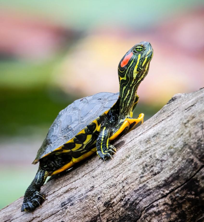 What kind of turtle is a Brazilian tortoise? Popular science on the ...