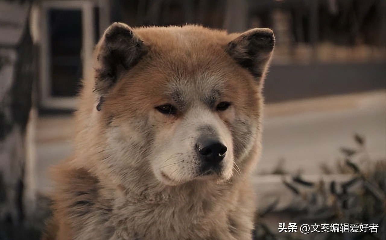 The touching movie "The Story of the Loyal Dog Hachiko": Interpreting ...