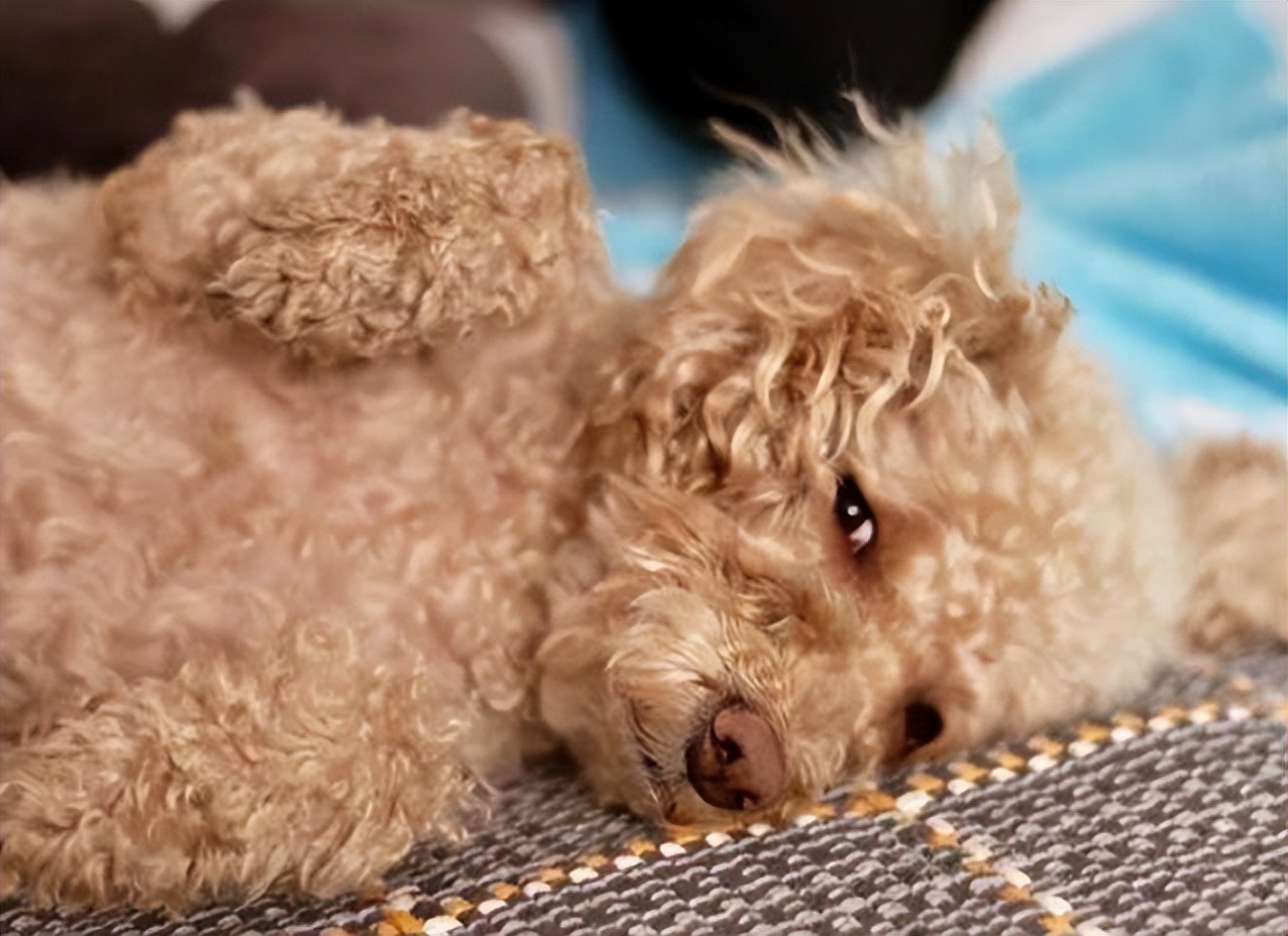 Teddy sleeps on all sides, not to be cute, but for these 3 reasons - iNEWS