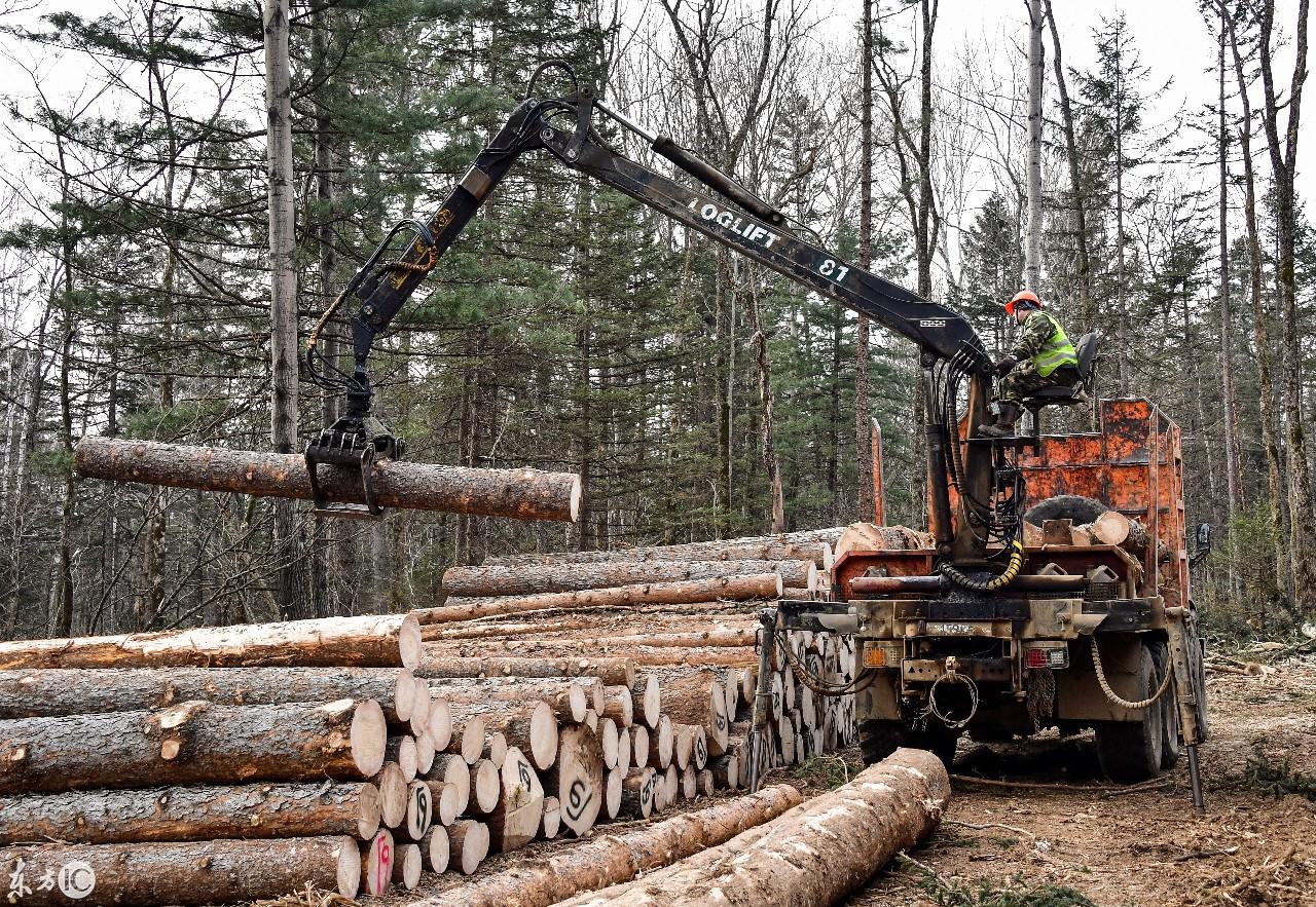 Japan's artificial forests have entered the main cutting period, with ...