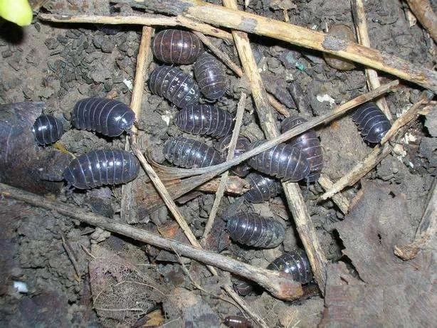 How many small bugs have you seen in your home? - iNEWS