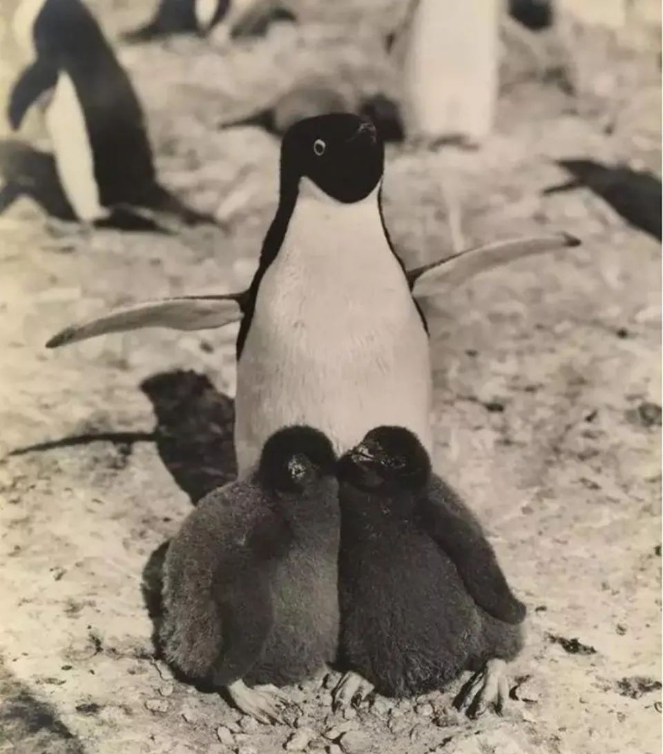 The earliest old photos of Antarctica!In 1920, the scientific ...