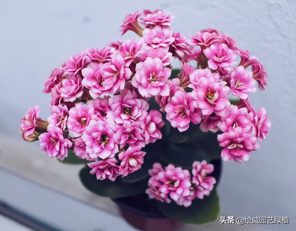 A lazy flower suitable for "low-cost", it can live in the soil, and it ...