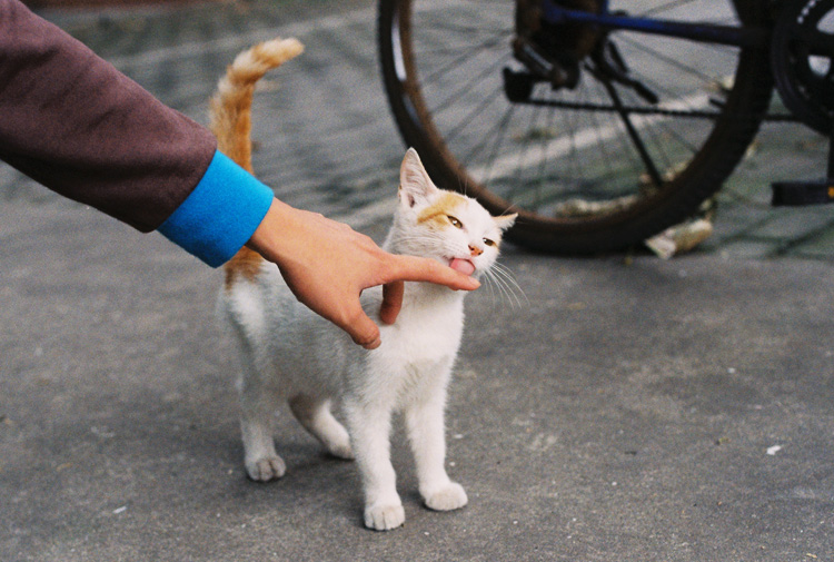 Cats can talk with their tails. How many of these 9 tail languages do ...