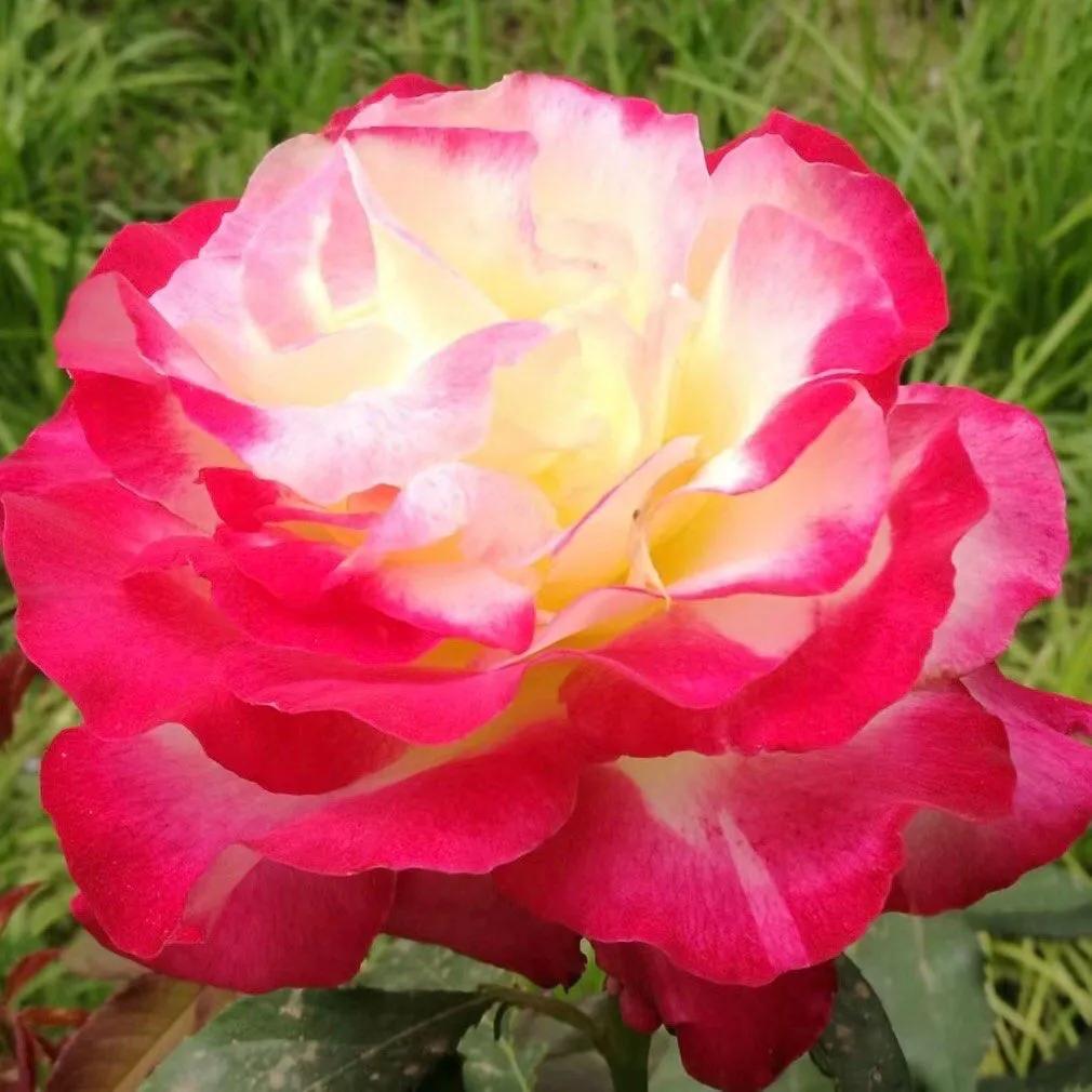 Gorgeous twin roses - iNEWS