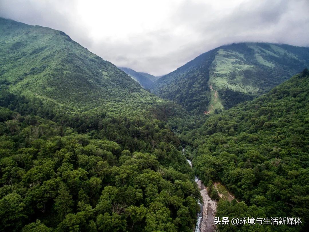 International Forest Day | How "green" is Sichuan? - iNEWS