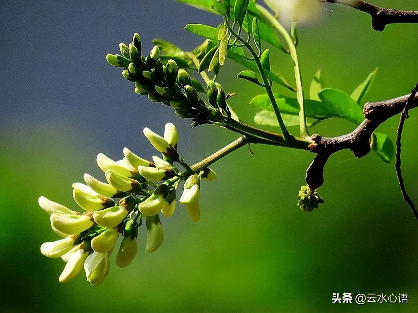 Su Zhe expressed his feelings after drinking, and gave a poem of Seven ...